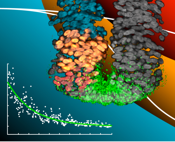 Briscoe Lab – Developmental Dynamics of Tissue Formation