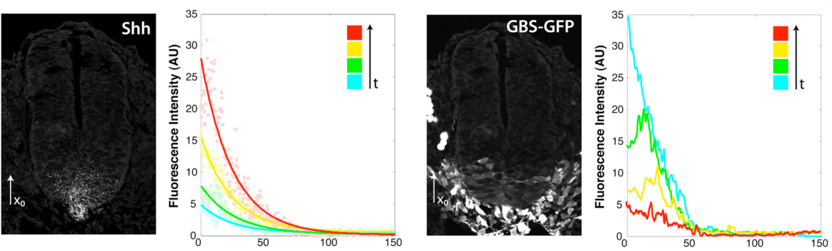 Gene Regulatory Networks – Briscoe Lab