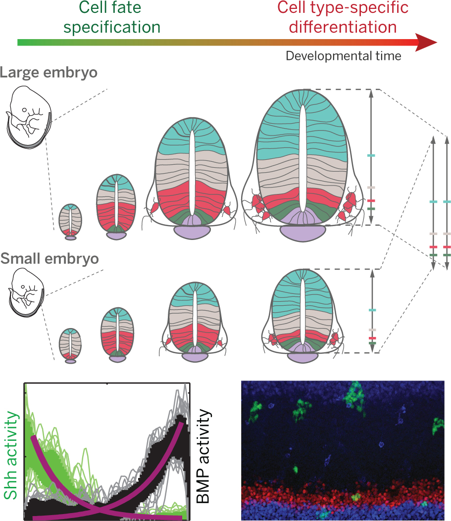 Tissue engineering – Briscoe Lab